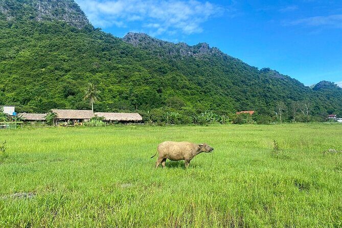 Hanoi: 2-Day Explore Cat Ba National Park, Lan Ha Bay, Boat Tour - What It Feels Like: The Experience and Atmosphere