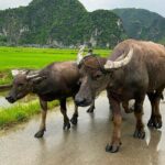 Hanoi: Explore Ninh Binhs Stunning Beauty Motorbike Day Trip - A Detailed Breakdown of the Itinerary