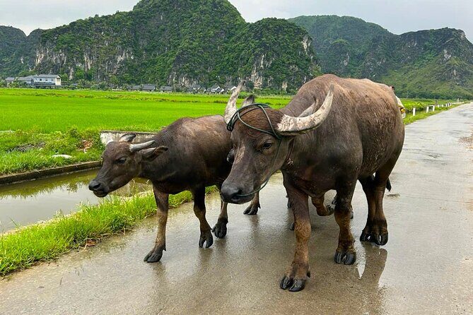 Hanoi: Explore Ninh Binhs Stunning Beauty Motorbike Day Trip - A Detailed Breakdown of the Itinerary