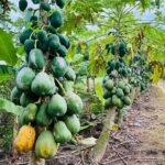 Hanoi Jeep Tour: History, Culture, Sight & Train St. by Army Jeep - A Detailed Look at the Itinerary