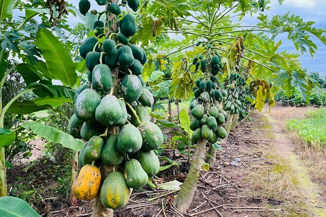 Hanoi Jeep Tour: History, Culture, Sight & Train St. by Army Jeep - A Detailed Look at the Itinerary