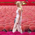 Hanoi: Tam Chuc Pagoda & B-52 Lake or Hat & Incense Village - What to Expect in Practical Terms