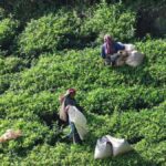 Haputale Day Tour by Tuk Tuk - Nature & Culture - The Itinerary Breakdown