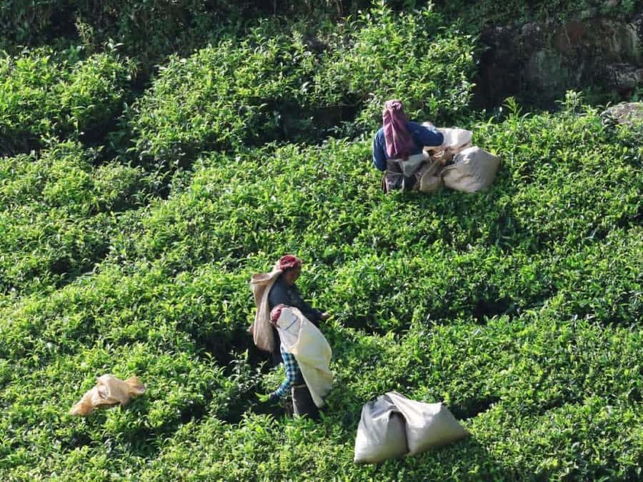 Haputale Day Tour by Tuk Tuk - Nature & Culture - The Itinerary Breakdown