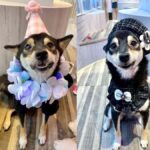 Harajuku: Heartwarming Dog Interaction in Inucafe Rio - The Itinerary and What to Expect
