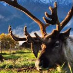 Hatcher Pass & Reindeer Adventure Tour  Anchorage Pickup - What Makes This Tour Stand Out?
