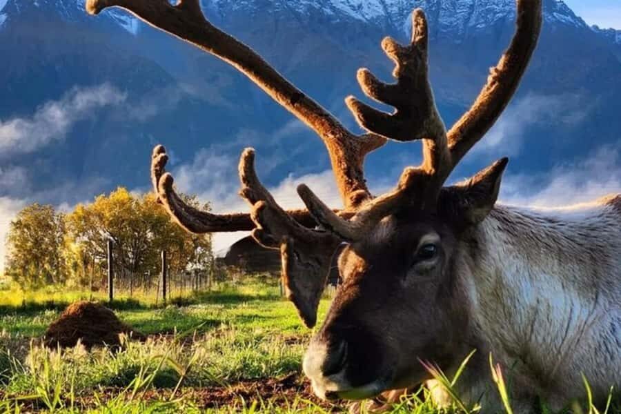 Hatcher Pass & Reindeer Adventure Tour  Anchorage Pickup - What Makes This Tour Stand Out?