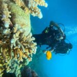 Havelock Island: Tribe Gate Boat Dive with Instructor - What to Expect from Your Underwater Adventure