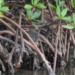 Heart of Rookery Bay Kayak Tour - Wildlife Encounters and Scenic Highlights