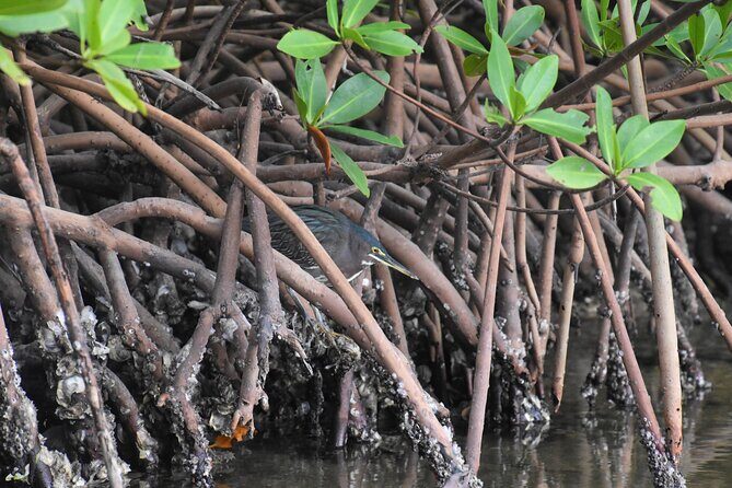 Heart of Rookery Bay Kayak Tour - Wildlife Encounters and Scenic Highlights