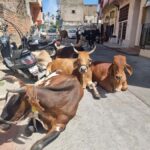 Heritage Walk, Bazaar, Culture & Local Taste Experience - What You Can Expect from the Tour