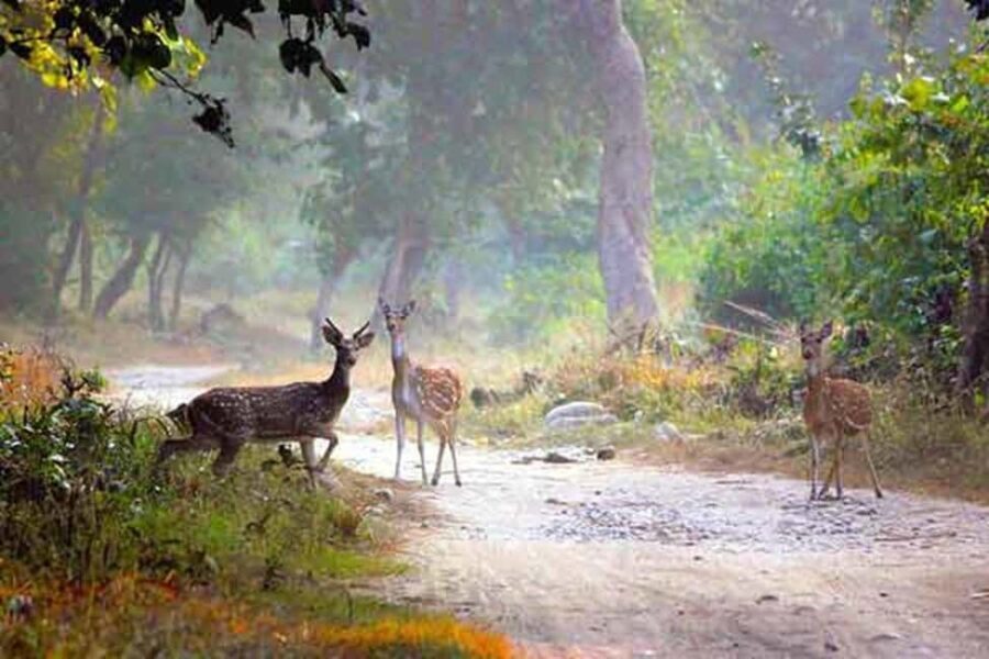 Heritage & Wildlife: 5-Day Golden Triangle with Ranthambore - What Sets This Tour Apart
