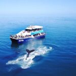 Hervey Bay Whale Watching Cruise - Why Travelers Rave About This Tour