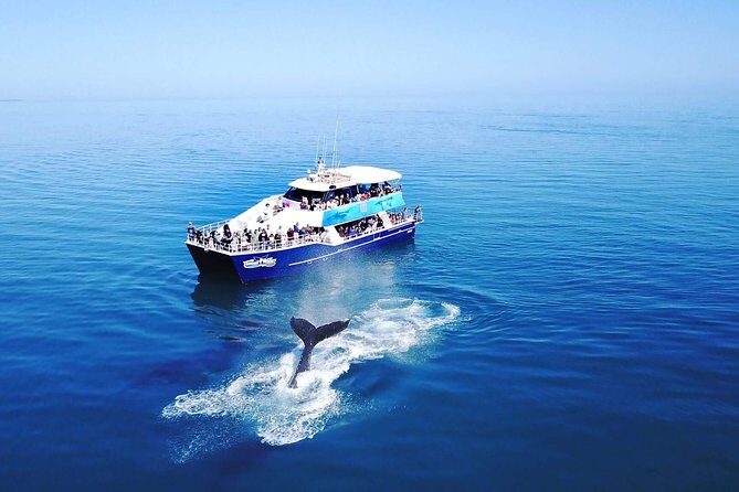 Hervey Bay Whale Watching Cruise - Why Travelers Rave About This Tour