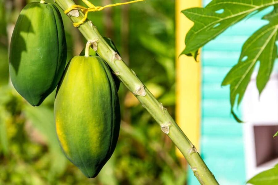 Higuey: Full-Day Tour with River Boat, Lunch, & Voodoo Show - What You Need to Know