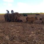 Higuey - Rio Chavon: Immerse yourself in Dominican life - What Makes This Tour Special?