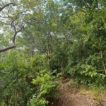 Hike St Kitts: Wingfield Rainforest and Romney Experience - Final Thoughts