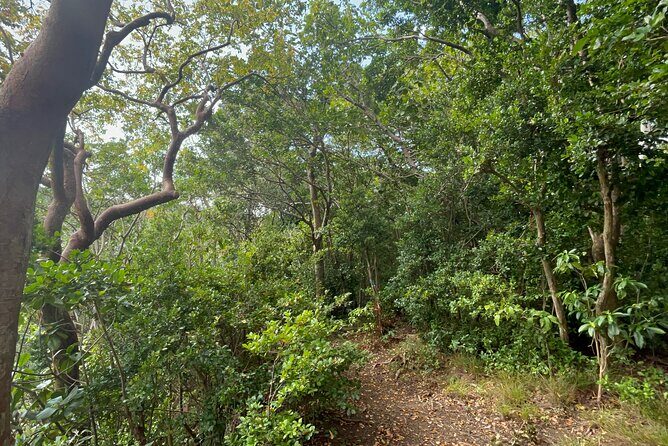 Hike St Kitts: Wingfield Rainforest and Romney Experience - Final Thoughts