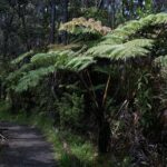 Hilo Volcano and Waterfall Discovery Tour with Local Insights - Mauna Loa Macadamia Nut Visitor Center