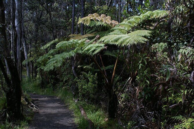 Hilo Volcano and Waterfall Discovery Tour with Local Insights - Mauna Loa Macadamia Nut Visitor Center
