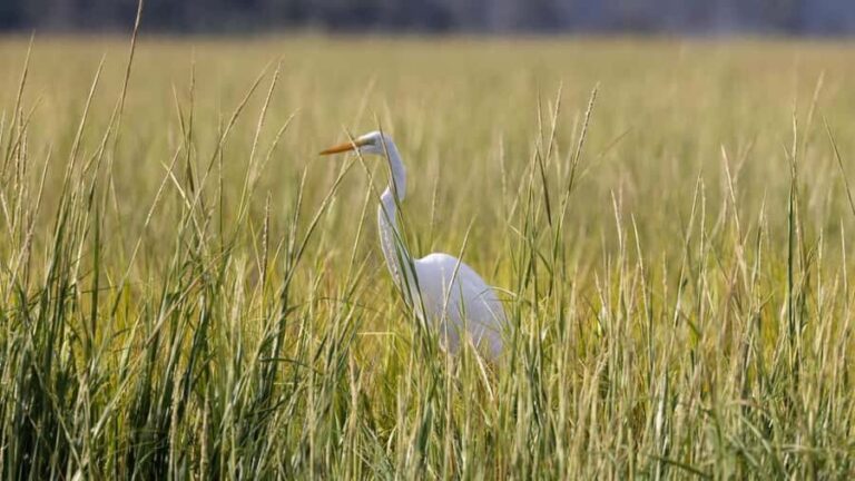 Hilton Head: Large Private Dolphin Tour, Dolphins Guaranteed - The Itinerary and Its Attractions