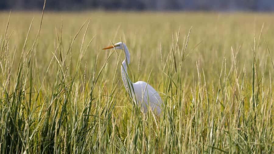 Hilton Head: Large Private Dolphin Tour, Dolphins Guaranteed - The Itinerary and Its Attractions