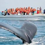 Hiriketiya: Mirissa Beach & Whale Watching Day Trip - The Whale Watching Cruise: A Responsible Encounter