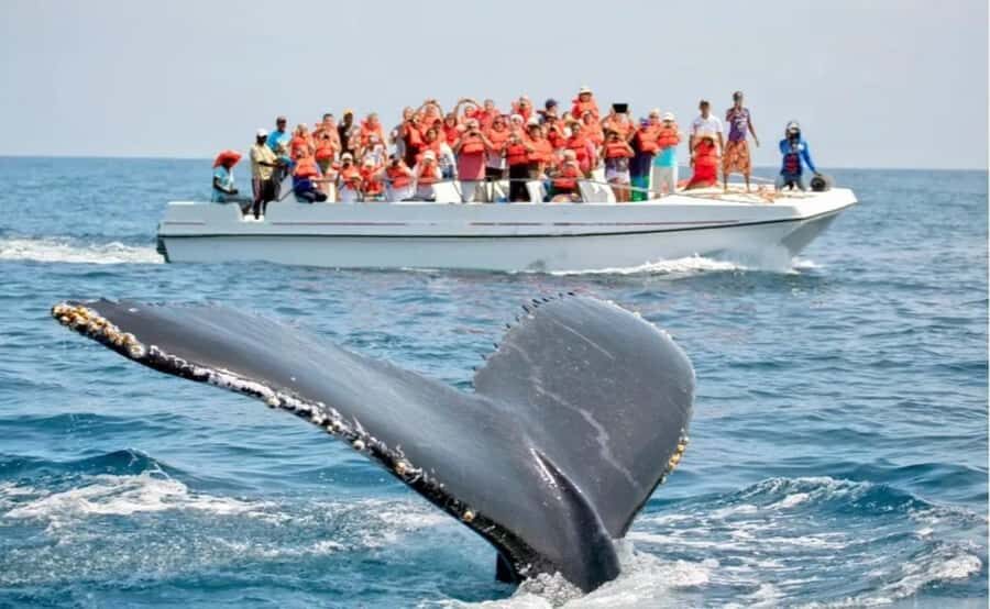 Hiriketiya: Mirissa Beach & Whale Watching Day Trip - The Whale Watching Cruise: A Responsible Encounter