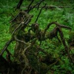 Hiriketiya: Sinharaja Rainforest Guided Day Trip - Authentic Perspectives from Travelers