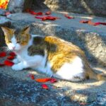 Hiroshima A Must See Onomichi 2 Hour Private Tour - What to Expect in Terms of Practicalities