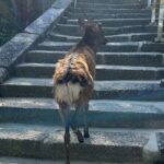 Hiroshima and Miyajima 6.5h Private English Tour - Who Should Consider This Tour?