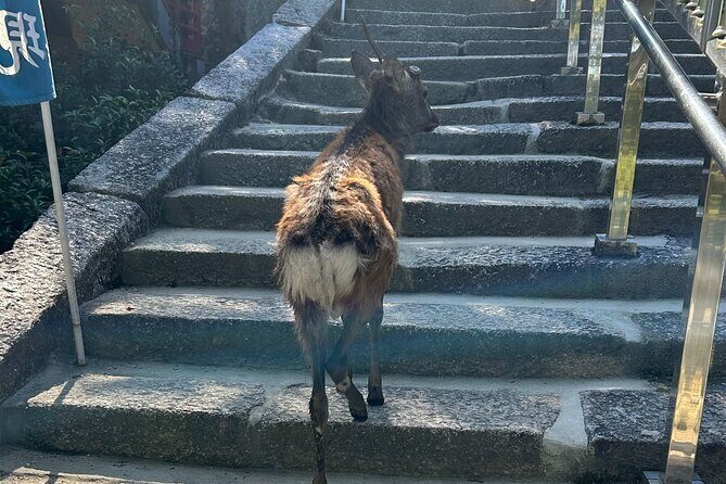 Hiroshima and Miyajima 6.5h Private English Tour - Who Should Consider This Tour?