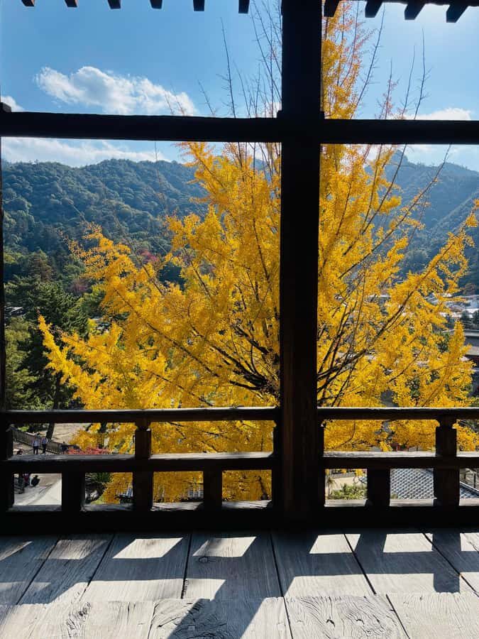 Hiroshima: Miyajima Private Tour with Ferry Ride - Exploring Itsukushima Shrine