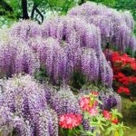 Hitachi Seaside Park & Ashikaga Flower Park from Tokyo - What Makes This Tour Special
