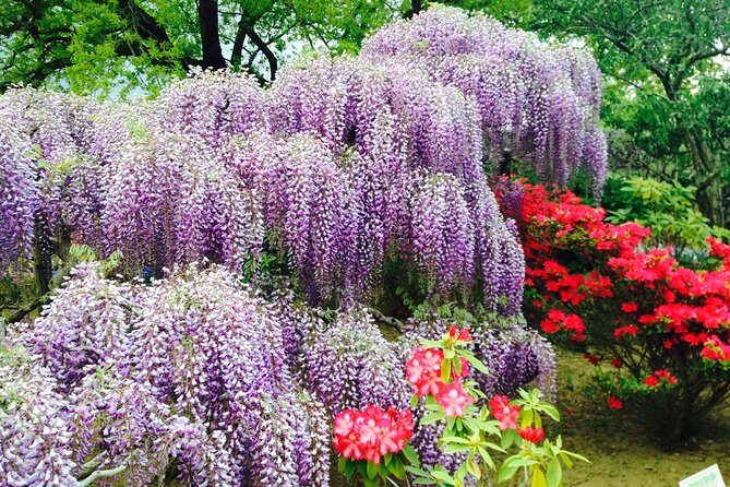 Hitachi Seaside Park & Ashikaga Flower Park from Tokyo - What Makes This Tour Special