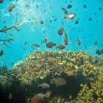 Hoi An: Cham Islands Snorkeling Trip by Speedboat with Lunch - Practical Tips for Travelers