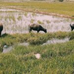 Hoi An Eco Tour: Exploring Tra Nhieu Village & Kim Bong Carpentry - Who Would Enjoy This Tour?