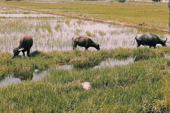 Hoi An Eco Tour: Exploring Tra Nhieu Village & Kim Bong Carpentry - Who Would Enjoy This Tour?