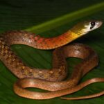 Hoi An Night Herping Tour Snakes Vipers and Wildlife - Final Thoughts: Is It Worth It?