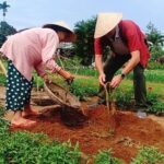 Hoi An Village Experience Tour with 3 Villages in Hoi An - What’s Included and What’s Not?