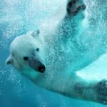 Hokkaido: Asahiyama Zoo Biei Ningle Terrace Day Tour - The Experience in Detail