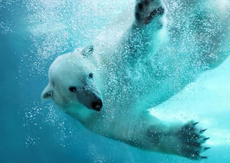 Hokkaido: Asahiyama Zoo Biei Ningle Terrace Day Tour - The Experience in Detail