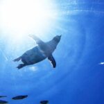 Hokkaido: Asahiyama Zoo, Furano, and Ningle Terrace Full Day Tour - What’s Included and What’s Not