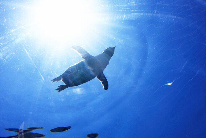 Hokkaido: Asahiyama Zoo, Furano, and Ningle Terrace Full Day Tour - What’s Included and What’s Not