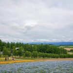 Hokkaido: Biei Blue Pond and Furano Flower Farm Day Trip - The Experience and What Travelers Say