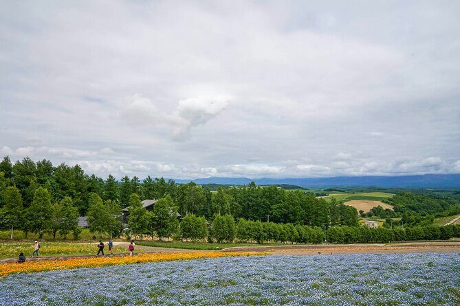 Hokkaido: Biei Blue Pond and Furano Flower Farm Day Trip - The Experience and What Travelers Say