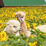 Hokkaido Biei Blue Pond Furano Flower Farm Ningle Terrace Trip - What Travelers Say