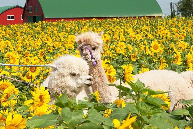 Hokkaido Biei Blue Pond Furano Flower Farm Ningle Terrace Trip - What Travelers Say