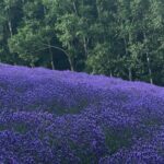 Hokkaido Biei Private Tour - Why This Tour Offers Good Value