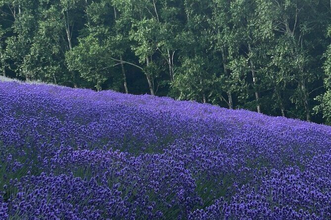 Hokkaido Biei Private Tour - Why This Tour Offers Good Value